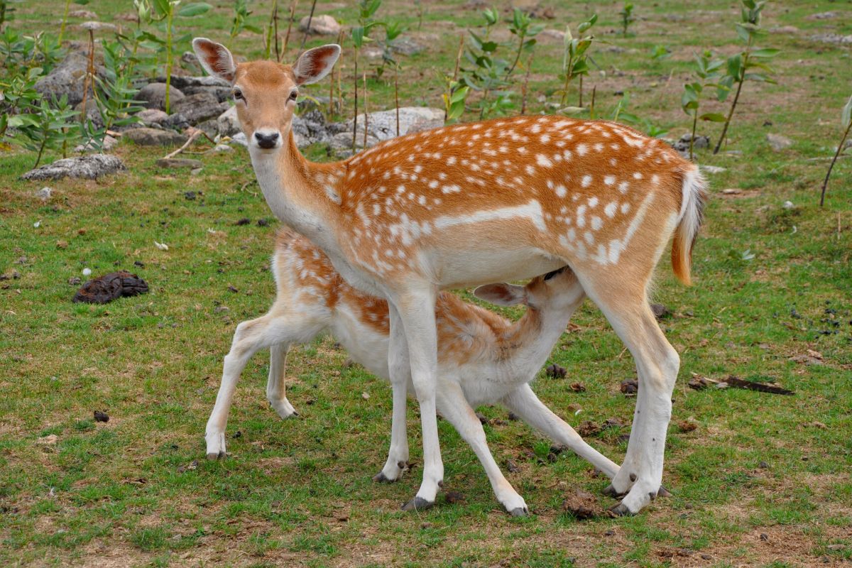 Deer Milk And Its Aged Care Health Benefits - AgedPlus